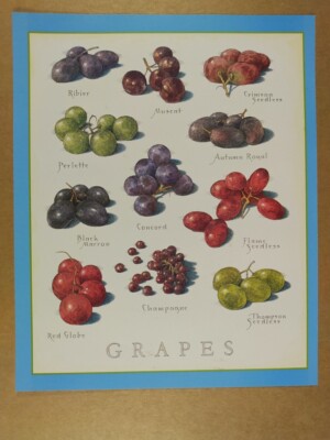 GRAPES Cooks Illustrated Magazine BACK COVER ONLY Frameable Art | eBay