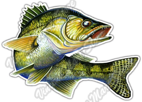 Walleye Fish Fishing Fresh Water Wild Life Car Bumper Vinyl Sticker ...