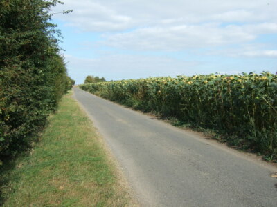 Photo 6x4 Sunflowers near The Laurels Farm, Terrington Marsh Bellmount ...
