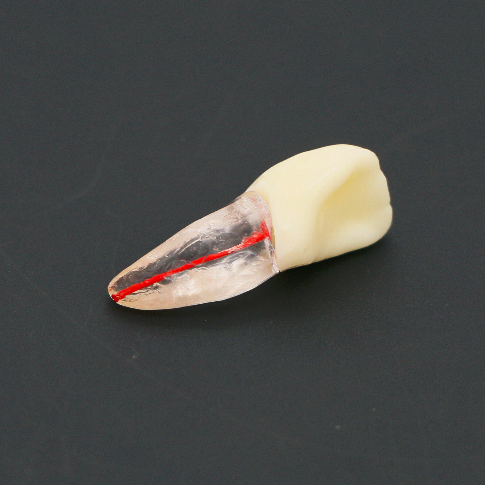 5Pcs Dental Endodontic Root Canal RCT Practice Pulp Cavity Endo Teeth ...