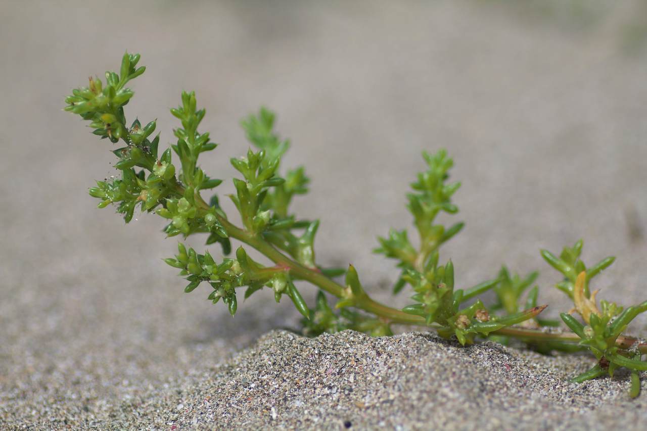 SALTWORT 25 Seeds Okahijiki Japanese Herb Vegetable Garden Land Seaweed ...