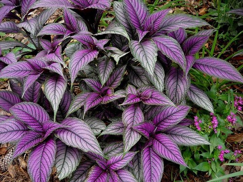 Persian Shield, 1 Live Plant in 3.5" pot. Amazing! | eBay