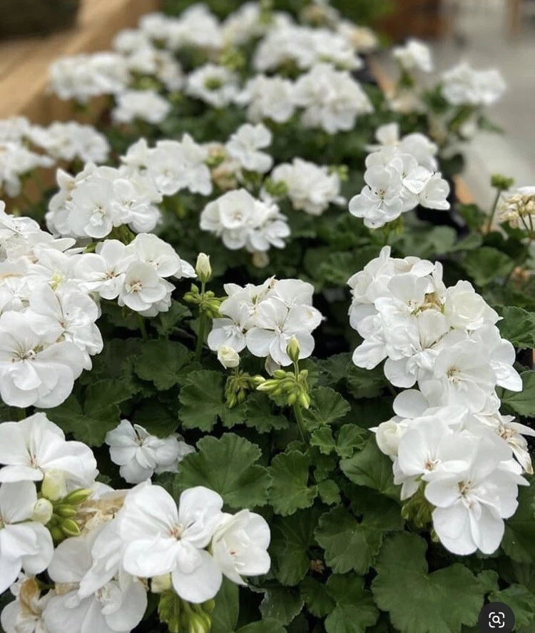 Zonal Geranium White