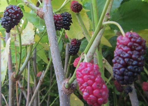 Morus r. 'Mojo Berry'® Maulbeere Zwerg Maulbeerbaum Winterharte Pflanze ...