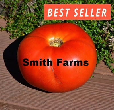 50+ Seeds Park’s Whopper Tomato Hybrid Vegetable Garden Planting ...