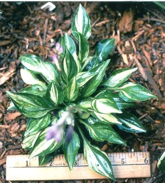 TEENY-WEENY BIKINI STREAKED mini Hosta Funkie😍Schnellwachsend RAR als ...