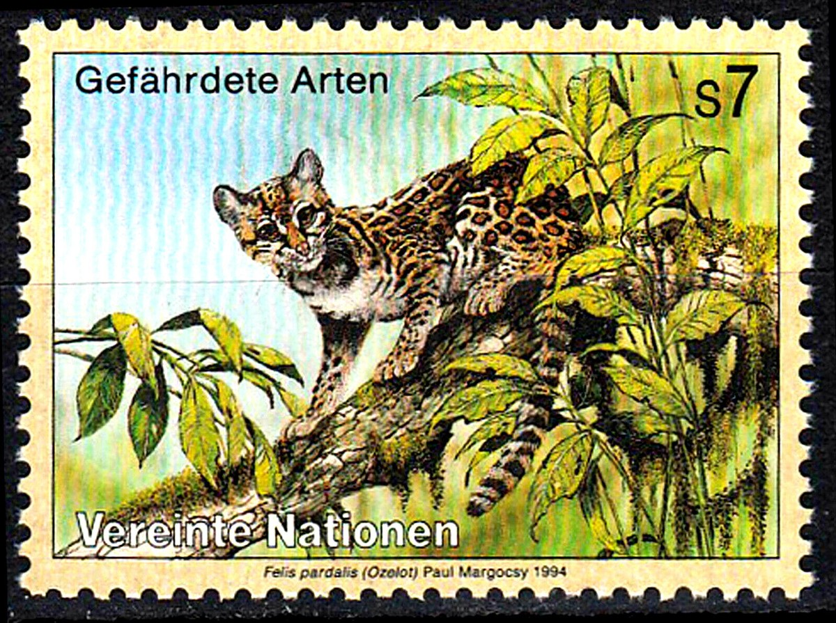 Ozelot Haustier Ozelot (Leopardus Pardalis) Biologie Seite.de
