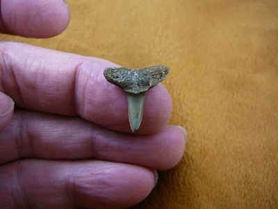 s310-12) 3/4" Fossil Bull Shark Tooth teeth area BONE VALLEY sharks ...