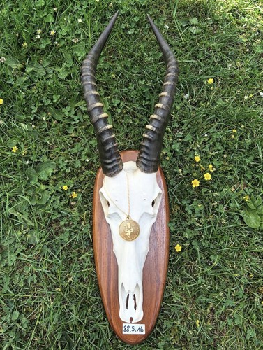 GOLD Medal Blesbok Animal Skull Horns Trophy Mounted On Shield ...