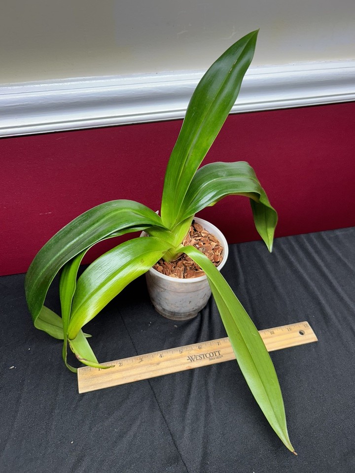 Phragmipedium Incan Treasure (longifolium x kovachii) Blooming Size | eBay