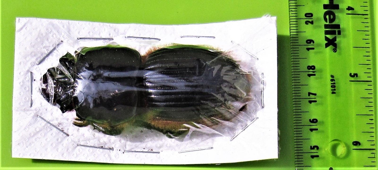 Rare Bess or Betsy Beetle Flower Beetle Proculus goryi Passalidae FAST ...