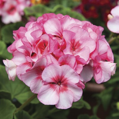 Geranium Seeds Geranium Horizon New Star 15 Seeds F1 Hybrid | eBay