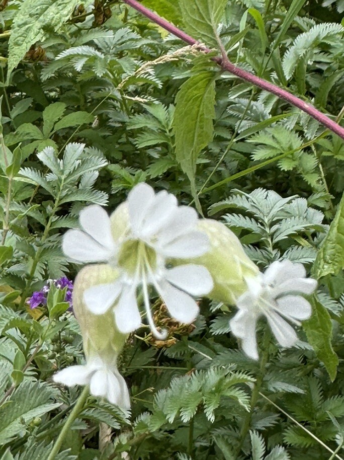 Bladder Campion - Silene vulgaris - 750 Seeds - Catchfly -Hardy ...