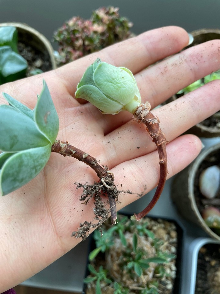 Greenovia mix cutting - April Farm/Rare Succulents | eBay