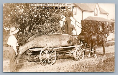 EXAGGERATED FISH BRINGING HOME ANTIQUE REAL PHOTO POSTCARD RPPC fishing ...