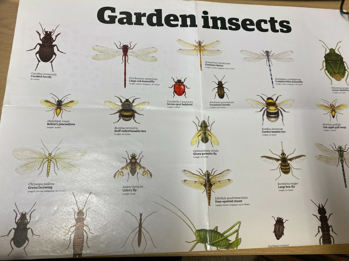 Garden Pest Identification