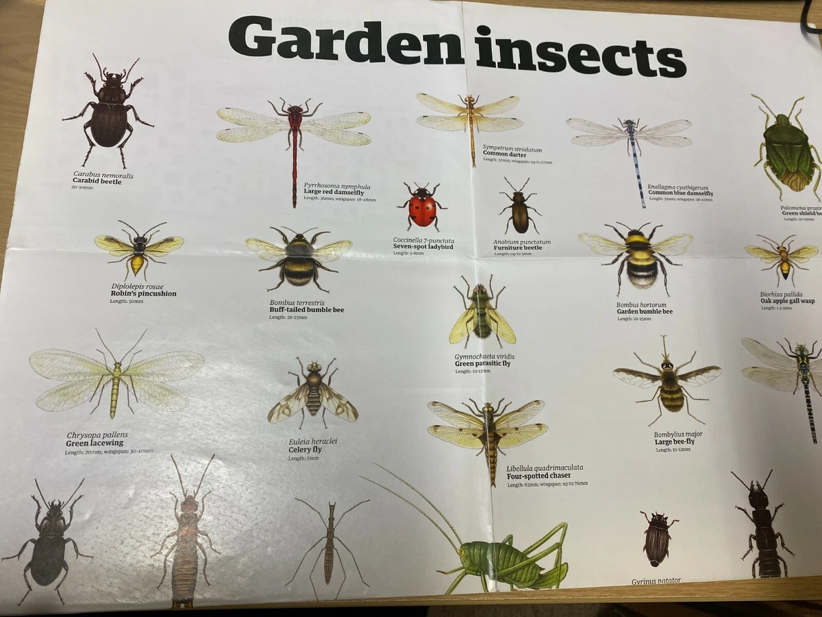 Garden Insects Identification | Fasci Garden