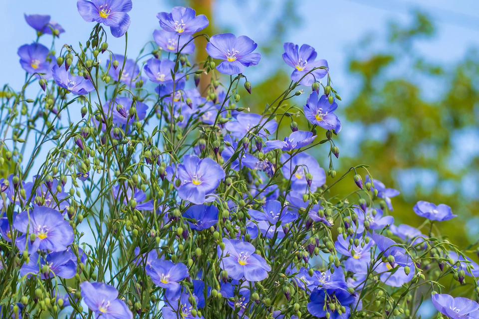 100 BLUE FLAX (Prairie Flax / Lewis Blue Flax) Linum Perenne Lewisii ...