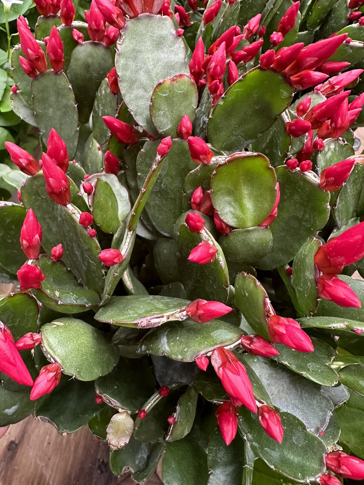 RARE RED LIVE Easter Cactus SMALL LIVE PLANTS $$ !! | eBay