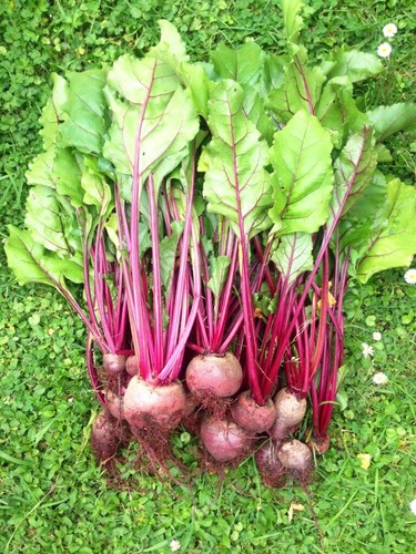 Beetroot plug ready to plant. | eBay UK