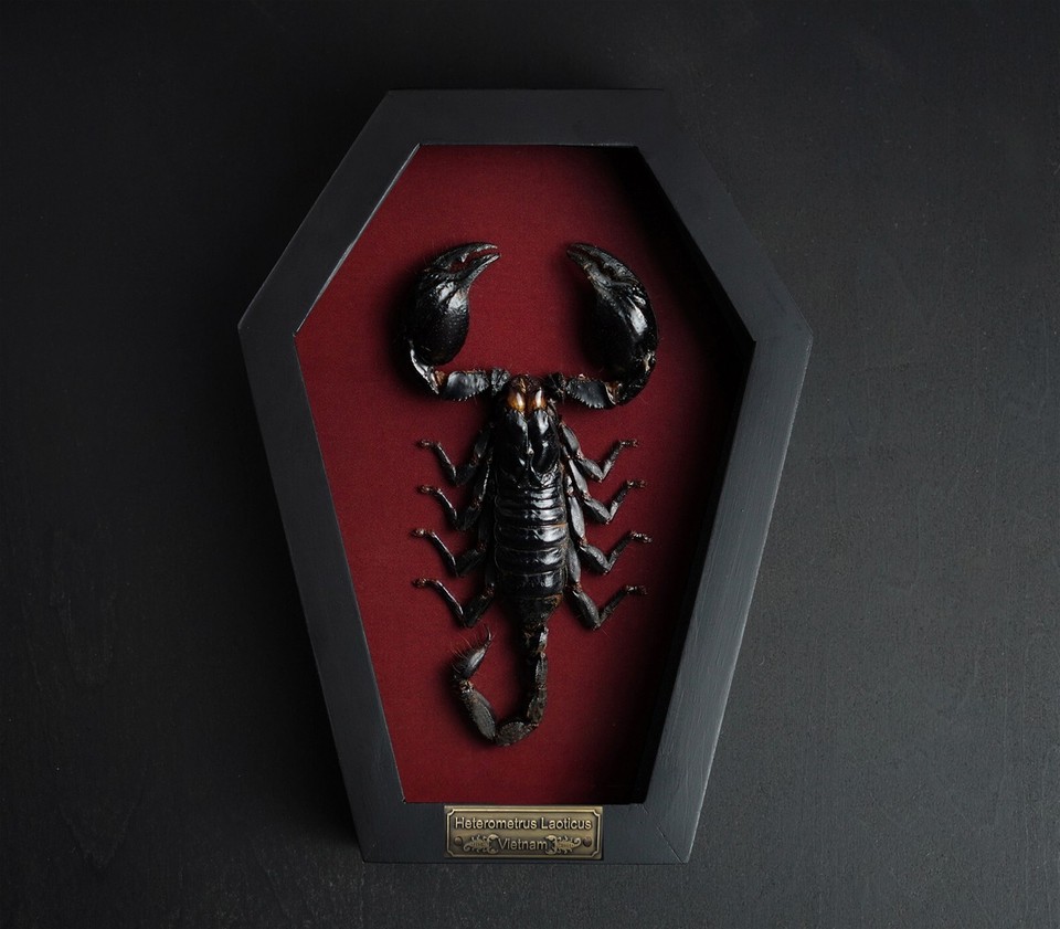 Real Scorpion Coffin Frame Art Gallery Collection Curiosities And ...