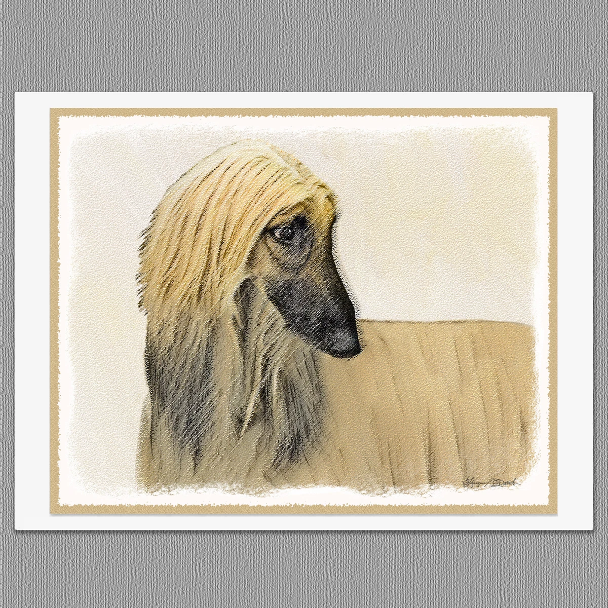 Cream Afghan Hound