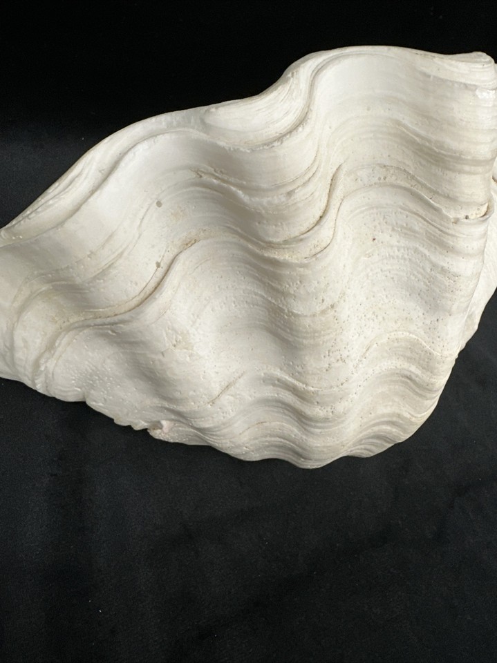 Giant Clam Shell Wall Sconces Original Tridacna Gigas | eBay