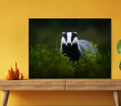 Cute Mammal Badger 5mm thick Plastic Poster Ready to Hang 60x45cm ...