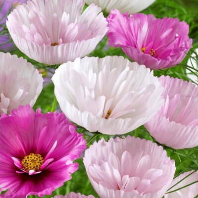 15 COSMOS 'Cups and Saucers' mixed seeds---Flower seeds--Plant seeds ...