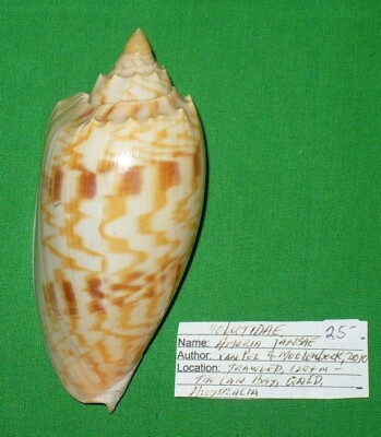 VOLUTA AMORIA JANSAE #M4581 Tin Can Bay, Queensland, Australia 121mm | eBay