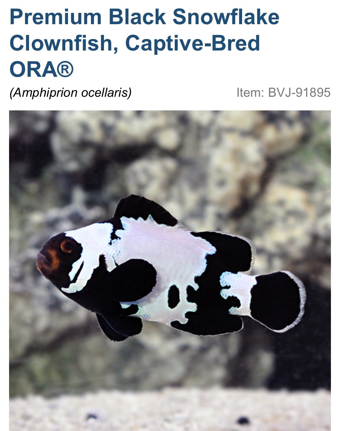 Ocellaris Clownfish Pair