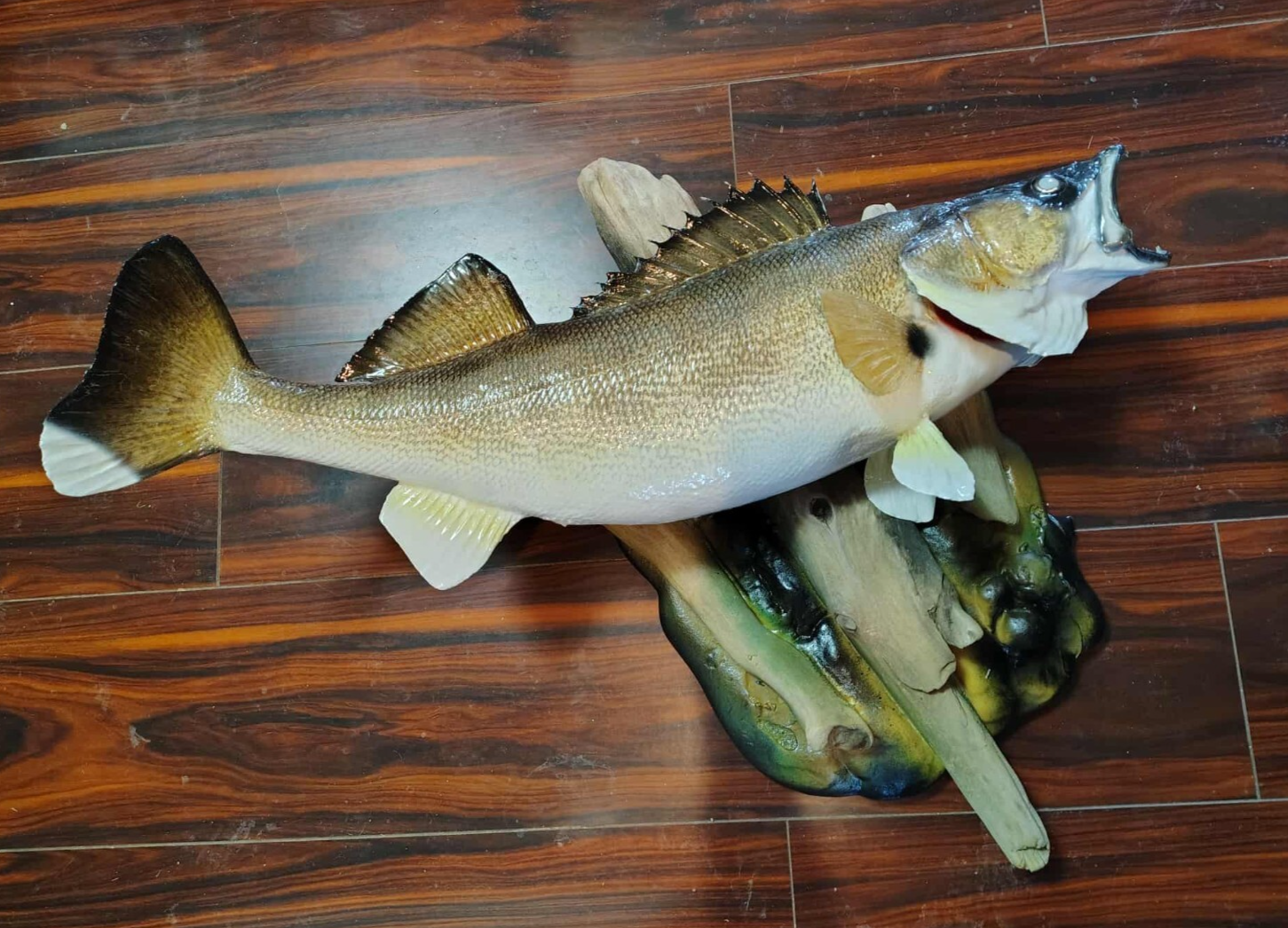 Taxidermy 26" Walleye Mounted Real Fish Cabin Lake Decor | eBay