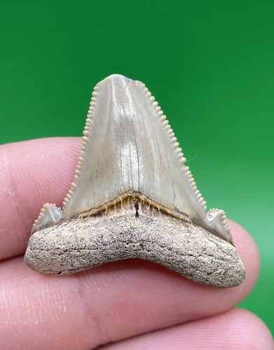 Quality 1.40” Angustiden Shark Tooth Fossil Megalodon Family | eBay