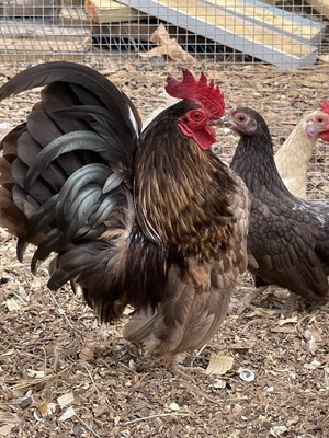 Poultry - Serama Eggs