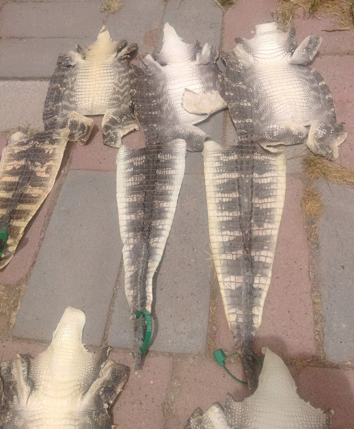 19) Wholesale Lot Natural American Alligator Skin Hide Craft Diy Pelt ...