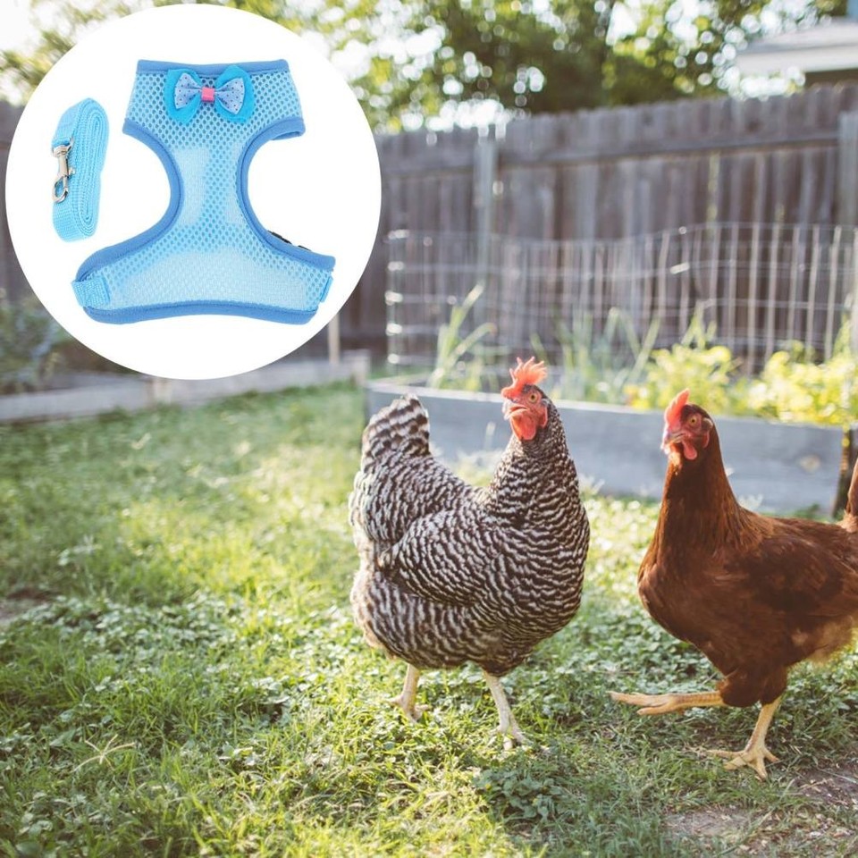 Hen Traction Rope Rooster Pulling Strap Poultry Harness Chicken with ...