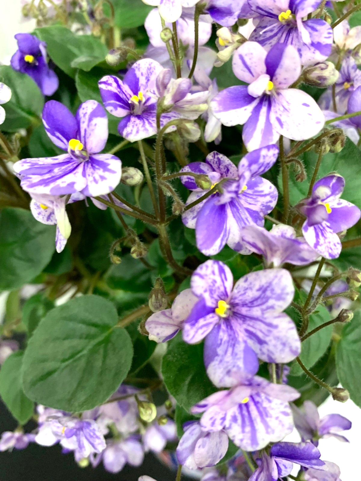 AFRICAN VIOLET PLANT CAROLINA BODACIOUS SEMIMINIATURE TRAILER | eBay