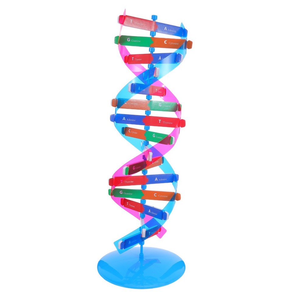 DNA Molecule Model Kit, Double Helix Educational Toy for Chemistry ...