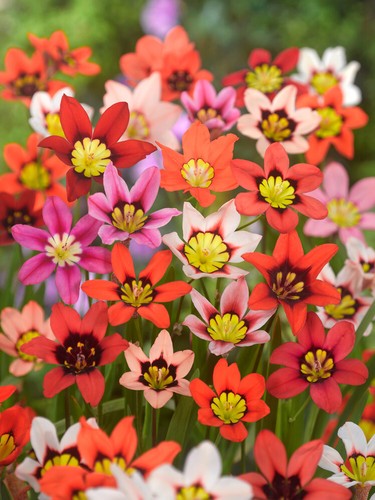 20 SPARAXIS Mix Flower BULBS Spring Multi Coloured Hardy Perennial ...