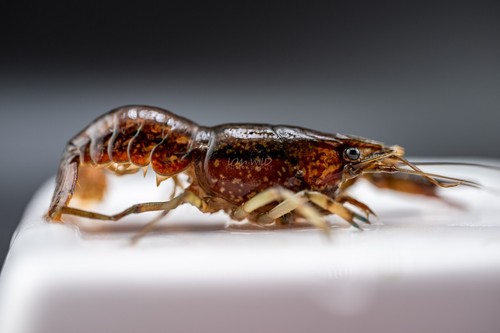 3 Live Marble Crayfish – Self-Cloning Freshwater Crayfish | eBay