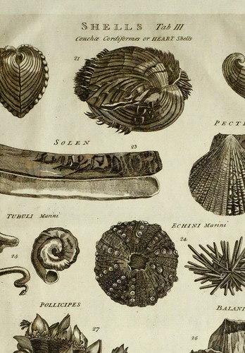 1783 ANTIQUE PRINT SHELLS HEART SHELL SOLEN PECTEN TUBULI ECHINI PHOLAS ...