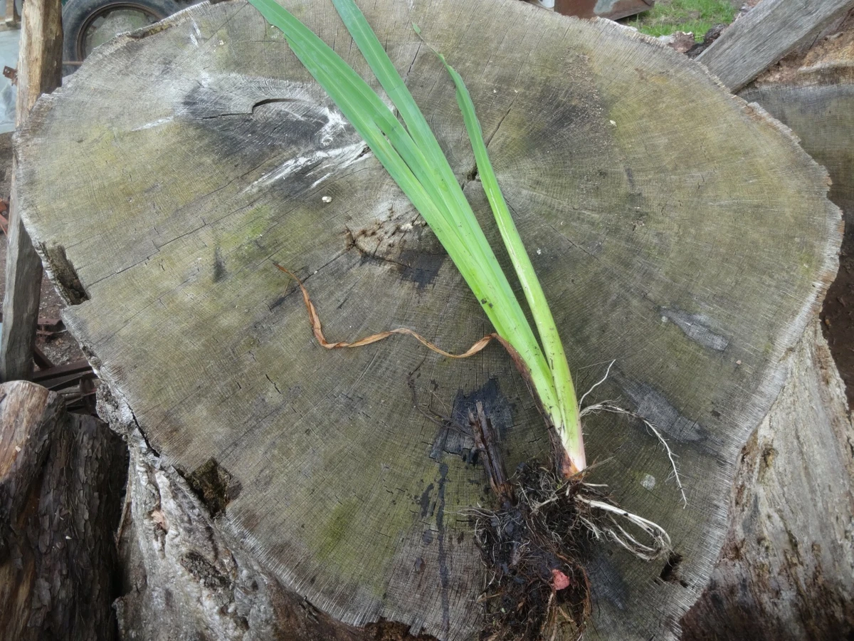 Yellow Root Plant Prices