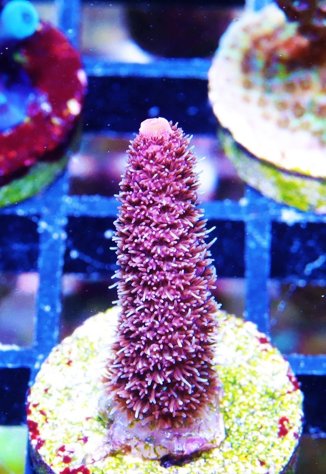 Pink Princess Millepora Acropora Frag Zoanthids Paly Zoa SPS LPS Corals ...