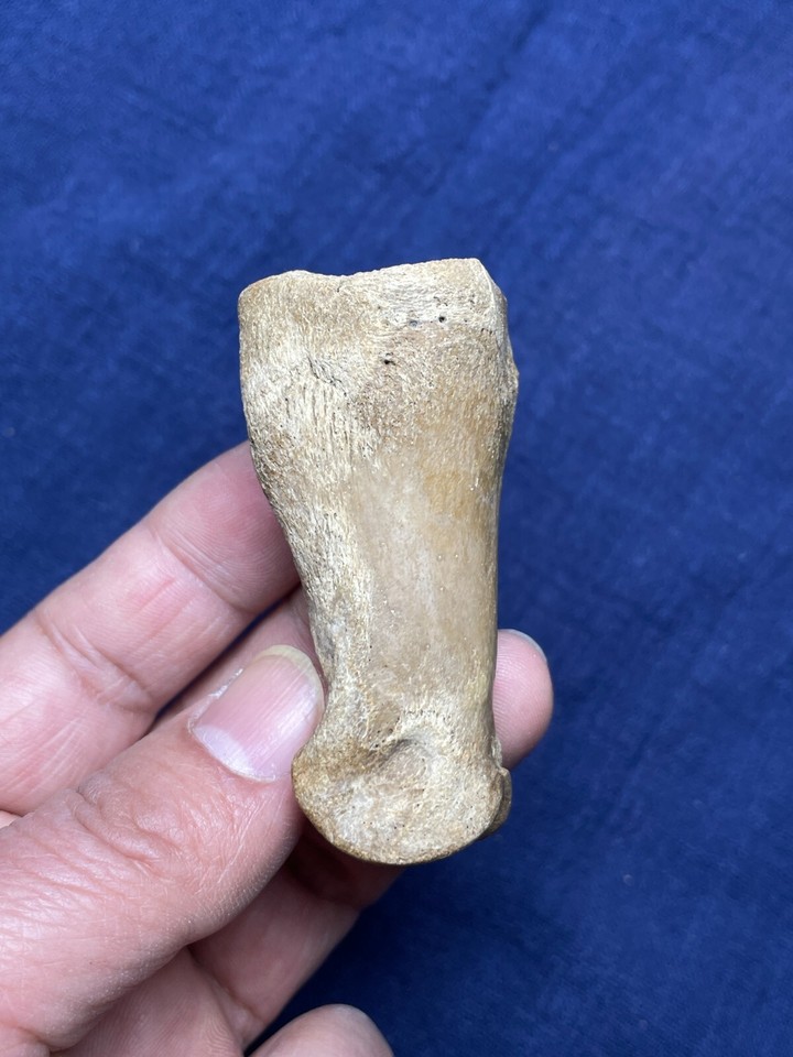 26g Ice Age mammal Toe bone specimen Pleistocene | eBay