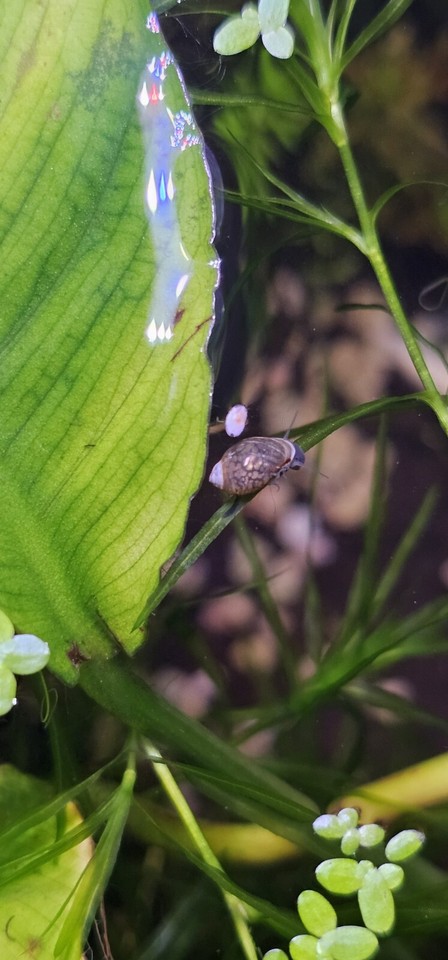 15 Bladder And Pond mixed snails perfect for pufferfish, pond ...