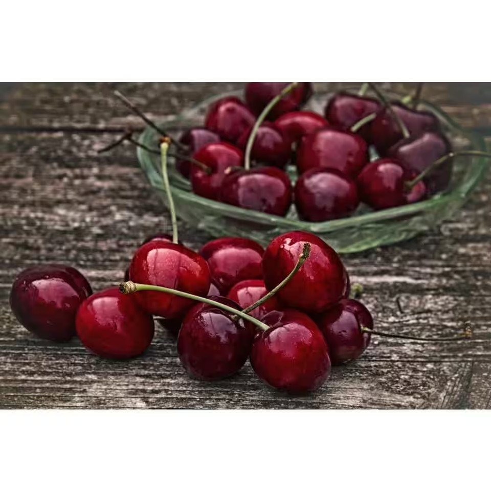Dwarf Bing Cherry Tree Bare Root | eBay