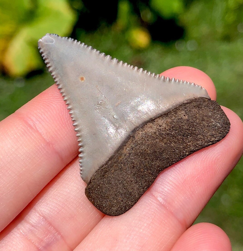 Sharp! Great White Shark Tooth Fossil Sharks Teeth Fossils Ocean Gem ...
