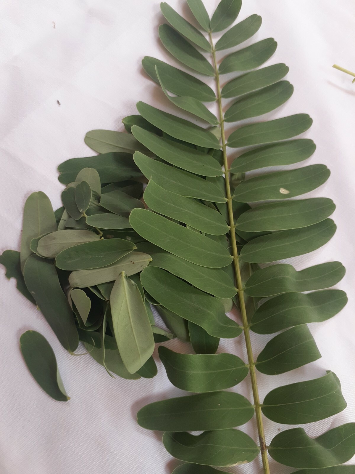 Dried Kathurumurunga Leaves Sesbania Grandiflora Hummingbird Leaves for ...