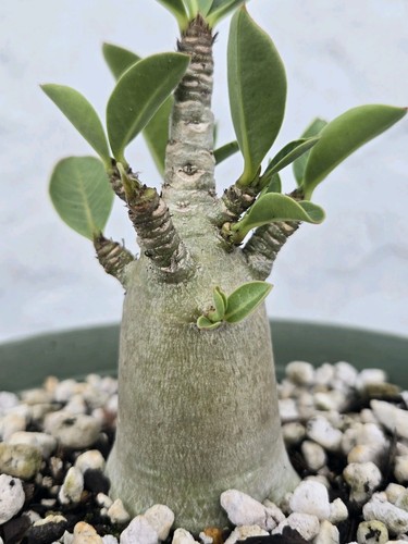 Arabicum MKMK Adenium Plant Desert Rose Bonsai Multi Branch Little Tree ...