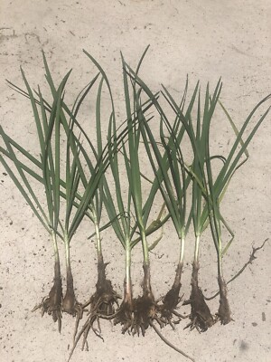 8 Live Leek Plant Stalks Garlic Chives Leek Live Plant Bare Root | eBay